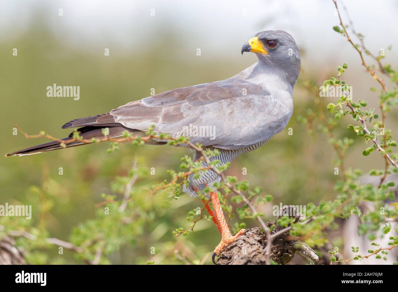 A single Eastern or Pale Chanting Goshawk on a branch with kill, wide ...
