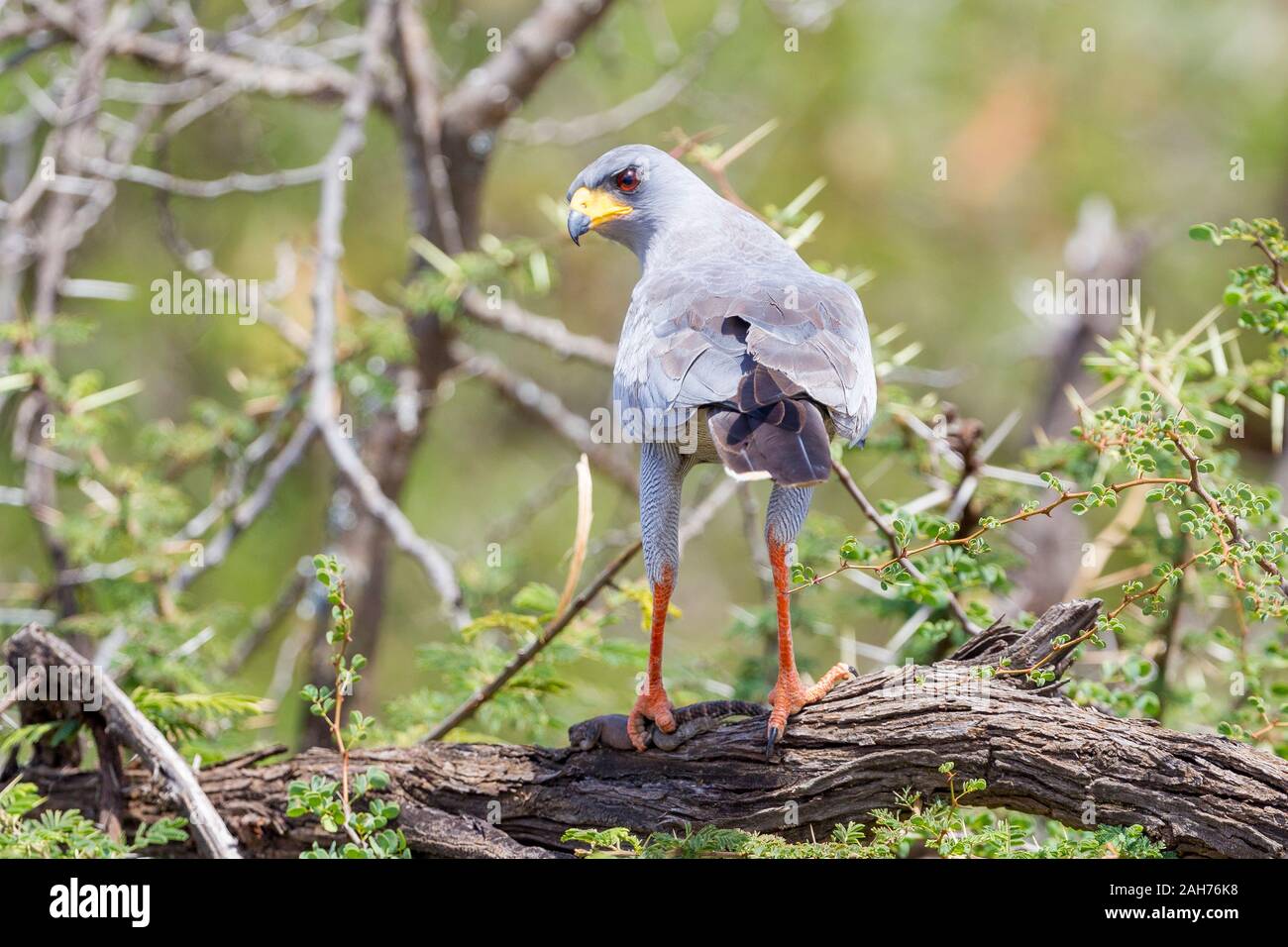 A single Eastern or Pale Chanting Goshawk on a branch with kill, wide ...