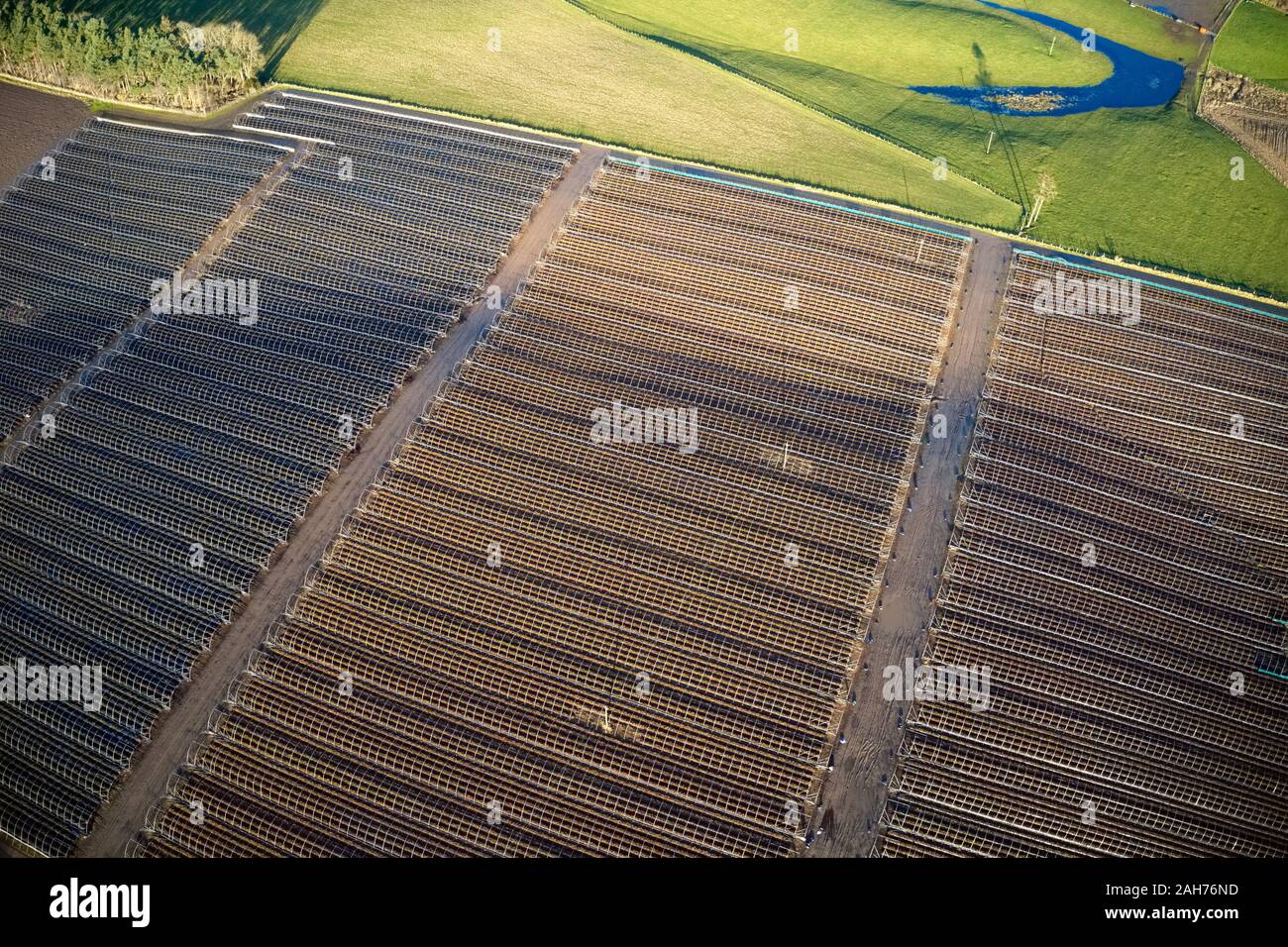 Aerial view of farm crop harvest of strawberry fruit plant in ...