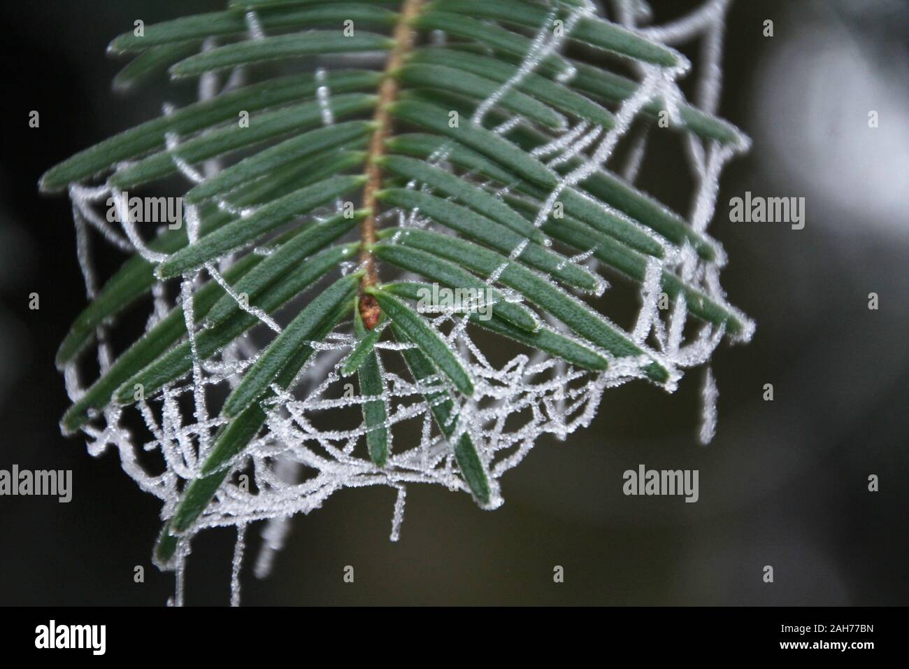 Spider web christmas tree hi-res stock photography and images - Alamy