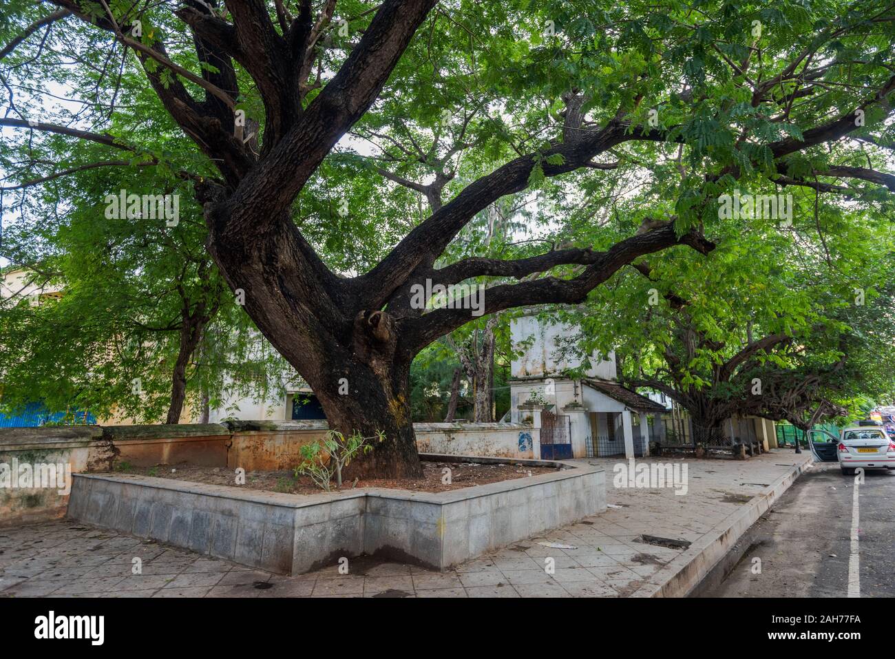 Big leaf tree on sidewalk in Puducherry, South India Stock Photo - Alamy