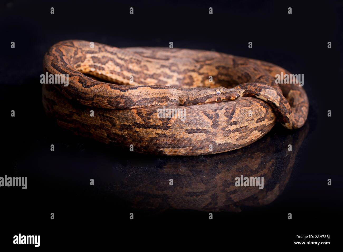New Guinea tree boa (Candoia carinata carinata) isolated on black ...