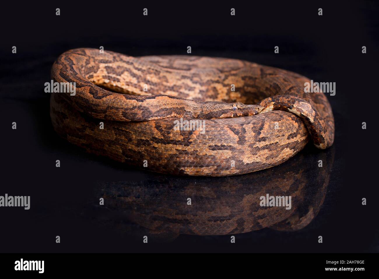New Guinea tree boa (Candoia carinata carinata) isolated on black ...