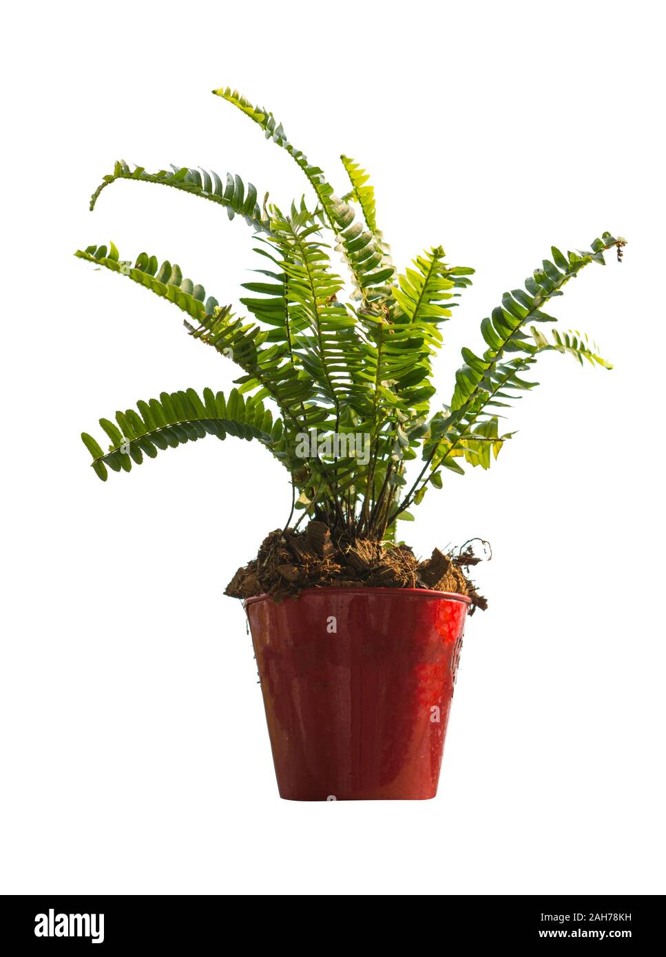 fern plant isolated on white background Stock Photo - Alamy
