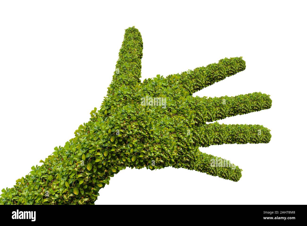 hand shaped bushes on white background Stock Photo - Alamy