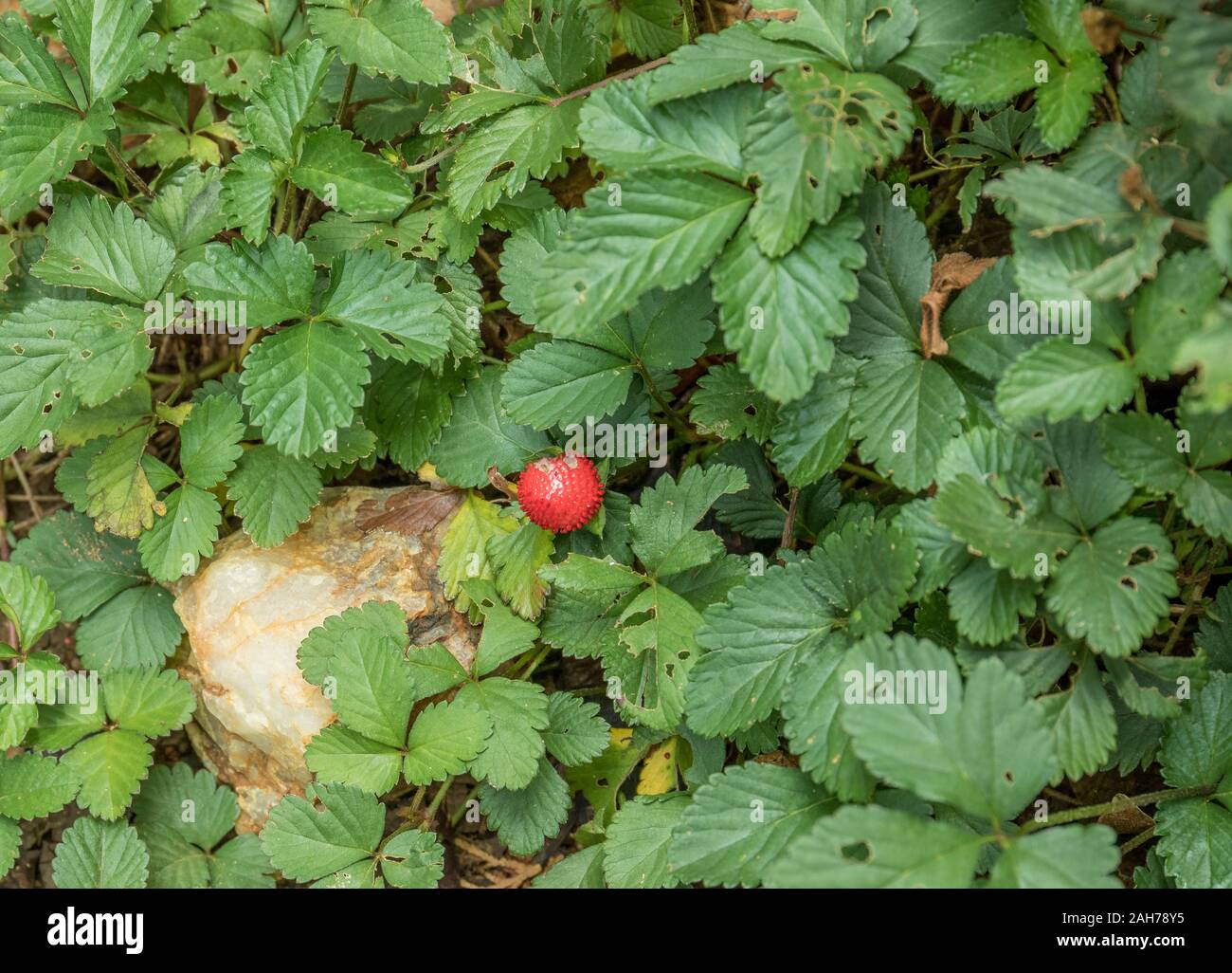 A small red fruit and a quartz rock isolated in green foliage outdoors ...