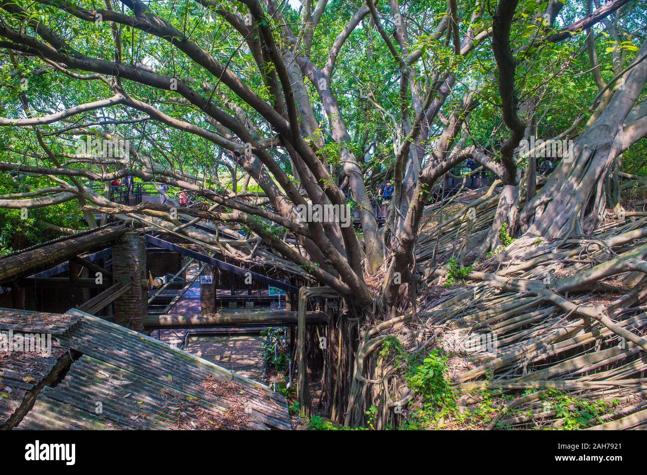 The Anping Tree House in Tainan Taiwan Stock Photo - Alamy