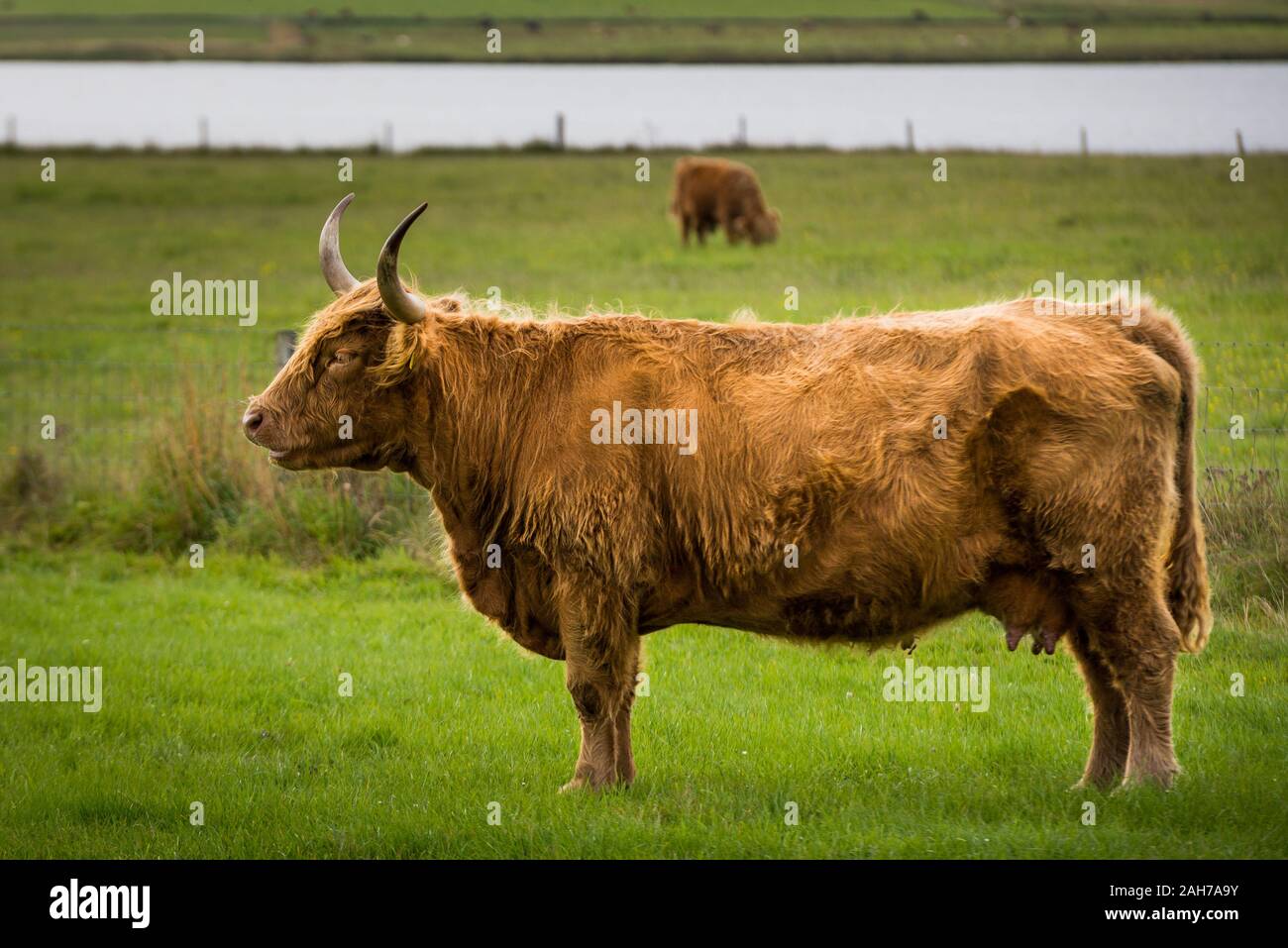 Cows visible hi-res stock photography and images - Alamy