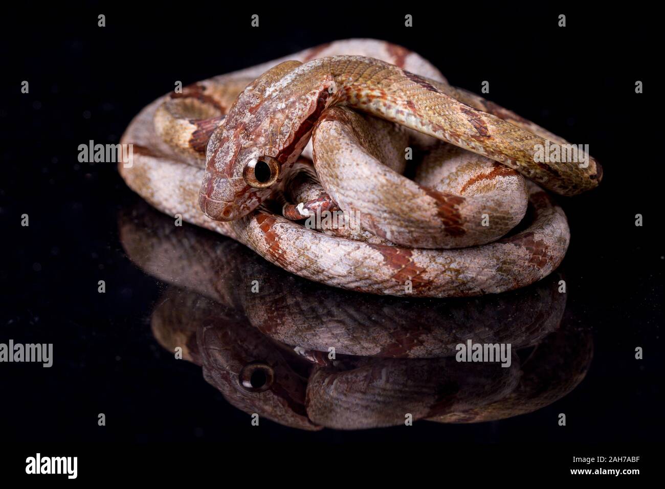 Boiga cynodon, commonly known as the dog-toothed cat snake isolated on ...
