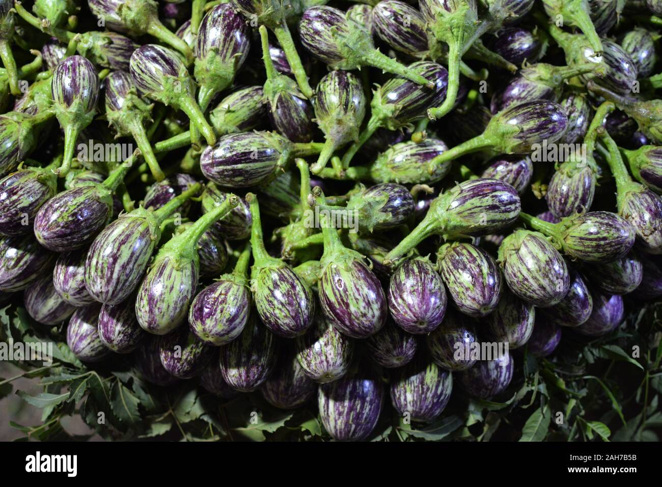 Brinjal vegetables in Indian market Stock Photo - Alamy