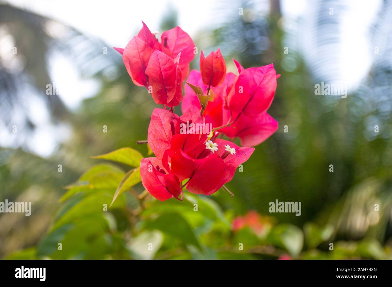 tropical flowers of Asia beautiful red Stock Photo - Alamy