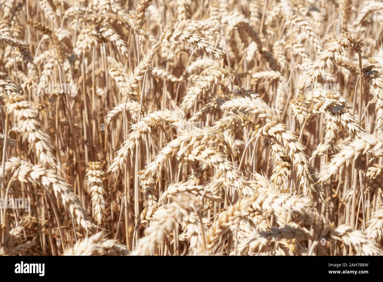 wheat field close up view. Nature background Stock Photo - Alamy