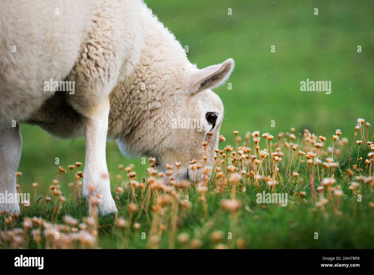 Grazing cattle pasture yellow flowers hi-res stock photography and ...