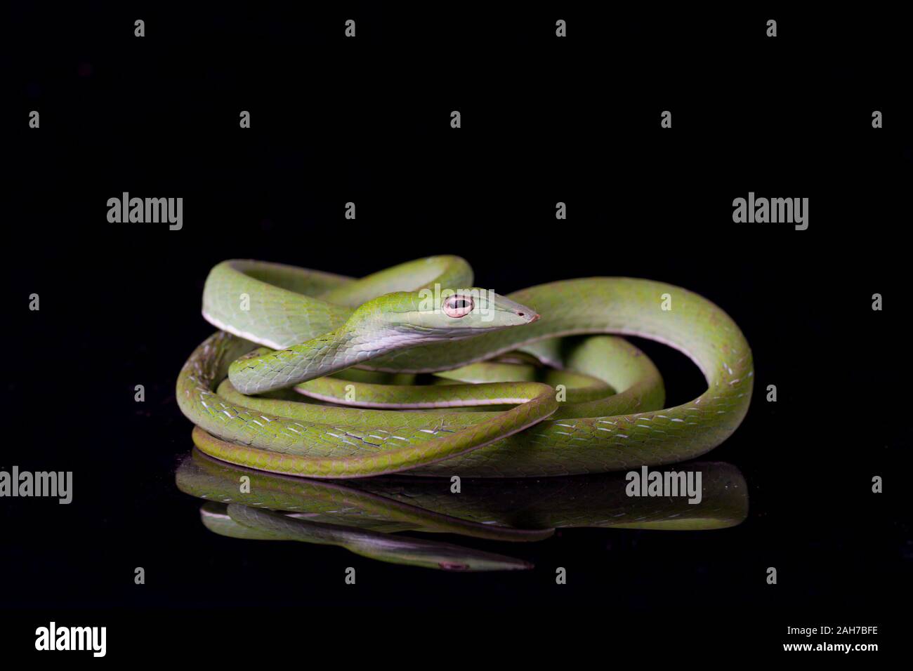 Asian vine snake / Ahaetulla prasina isolated on black background Stock ...