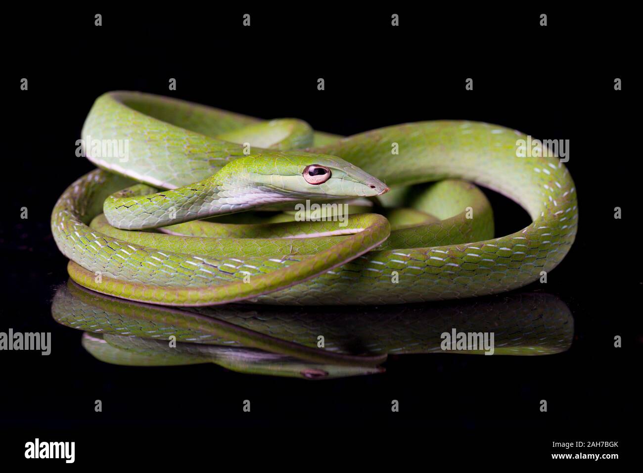 Asian vine snake / Ahaetulla prasina isolated on black background Stock ...