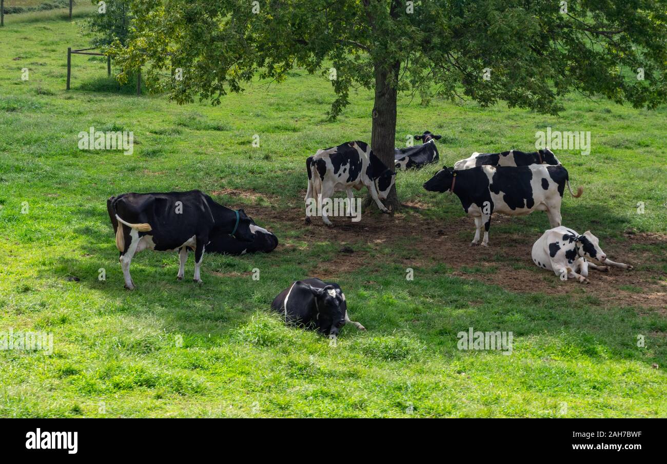 Cows shade under tree hi-res stock photography and images - Alamy