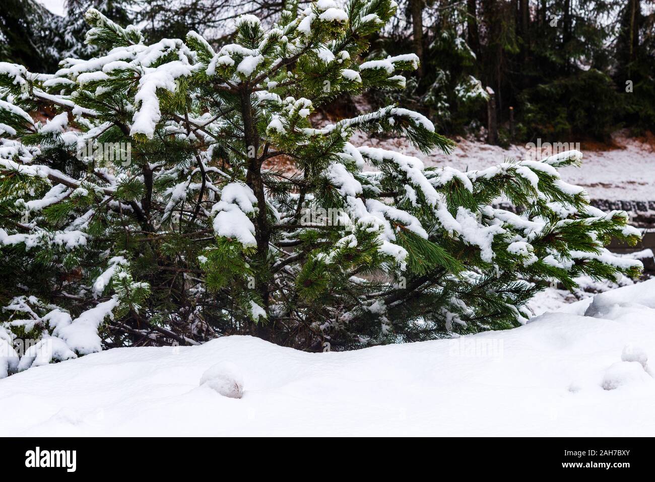 Tree and snow in the alpes Stock Photo - Alamy