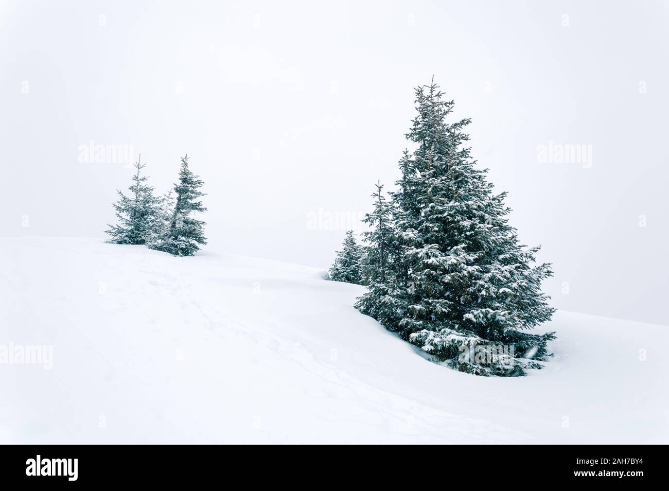 Simple winter scene with snow and snow-covered fir trees in white tones ...