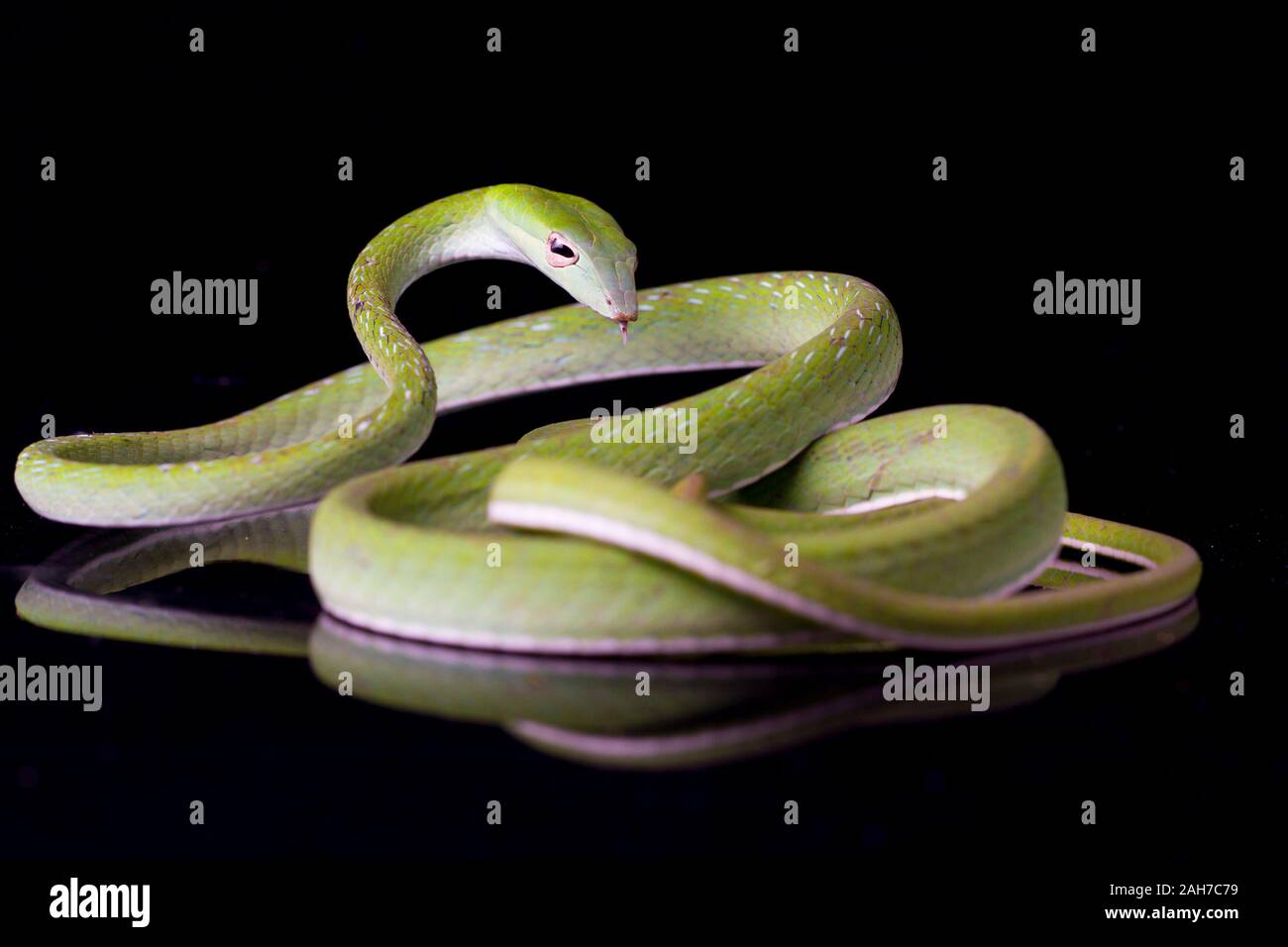 Asian vine snake / Ahaetulla prasina isolated on black background Stock ...