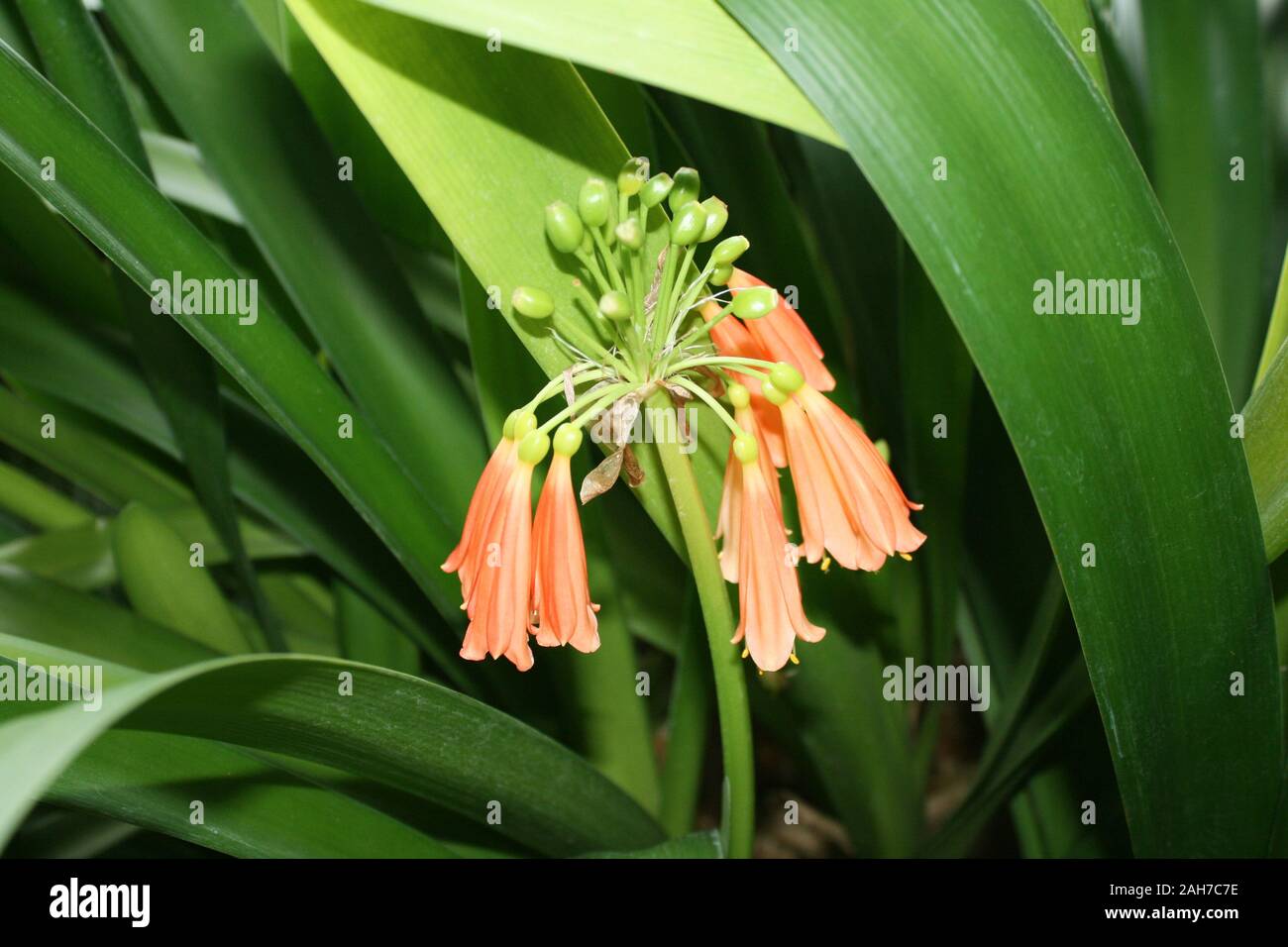 Cleve gardens hi-res stock photography and images - Alamy