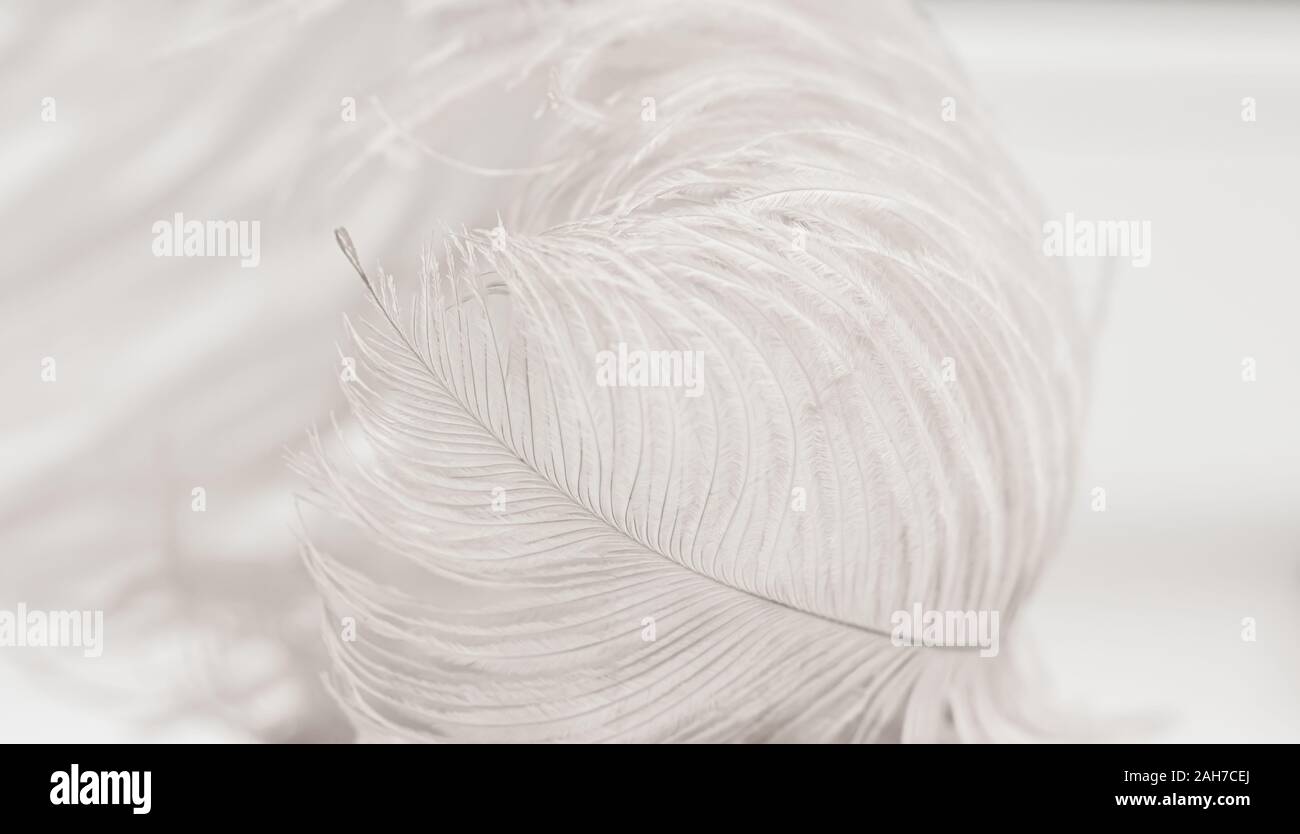 Soft textured white plumage hi-res stock photography and images - Alamy