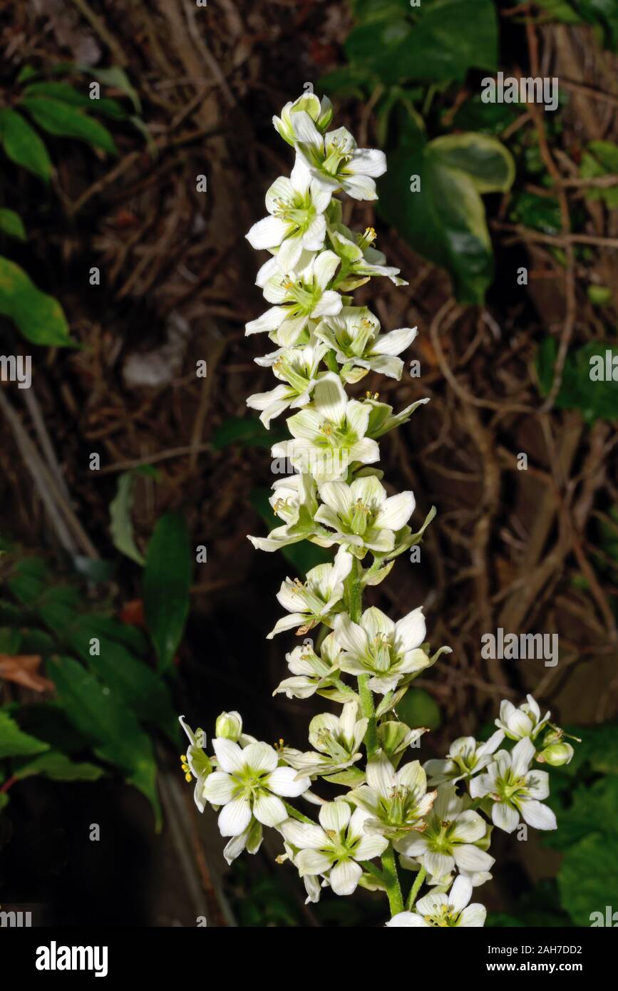 Damp habitats hi-res stock photography and images - Alamy