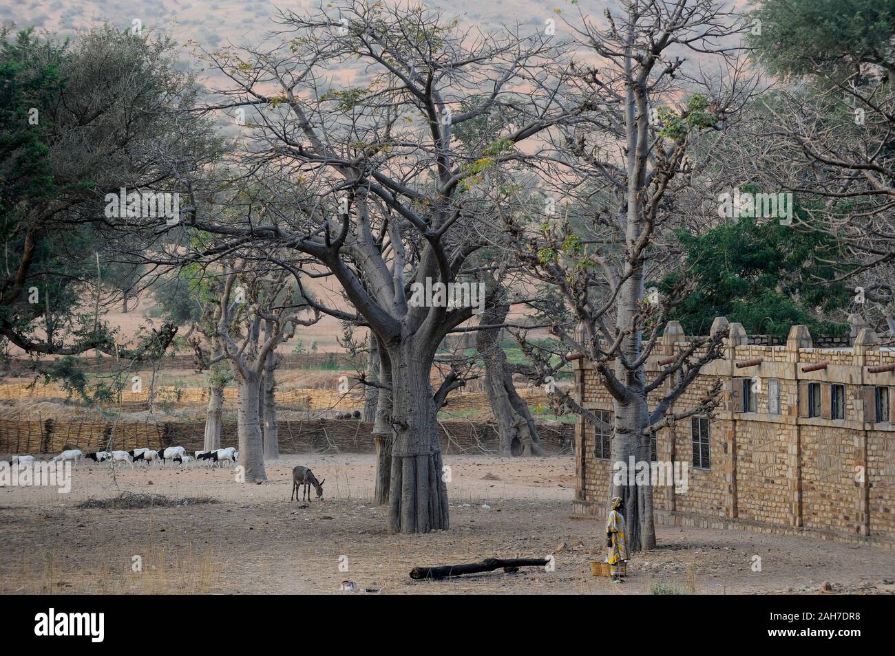 MALI, Bandiagara, Dogonland, habitat of the ethnic group Dogon, Dogon ...