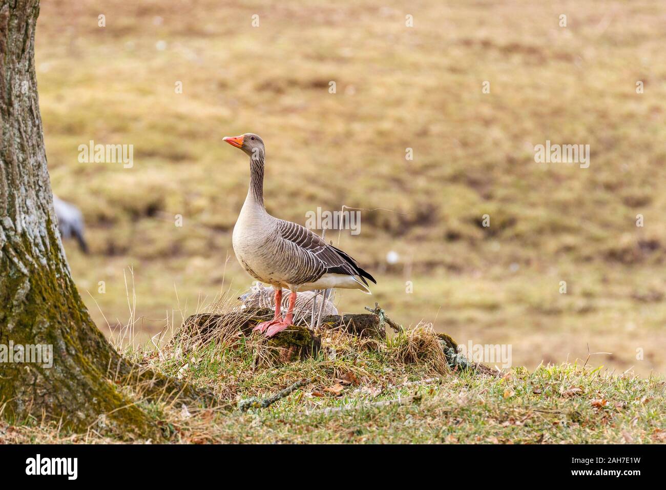 Spring and goose scenery hi-res stock photography and images - Alamy