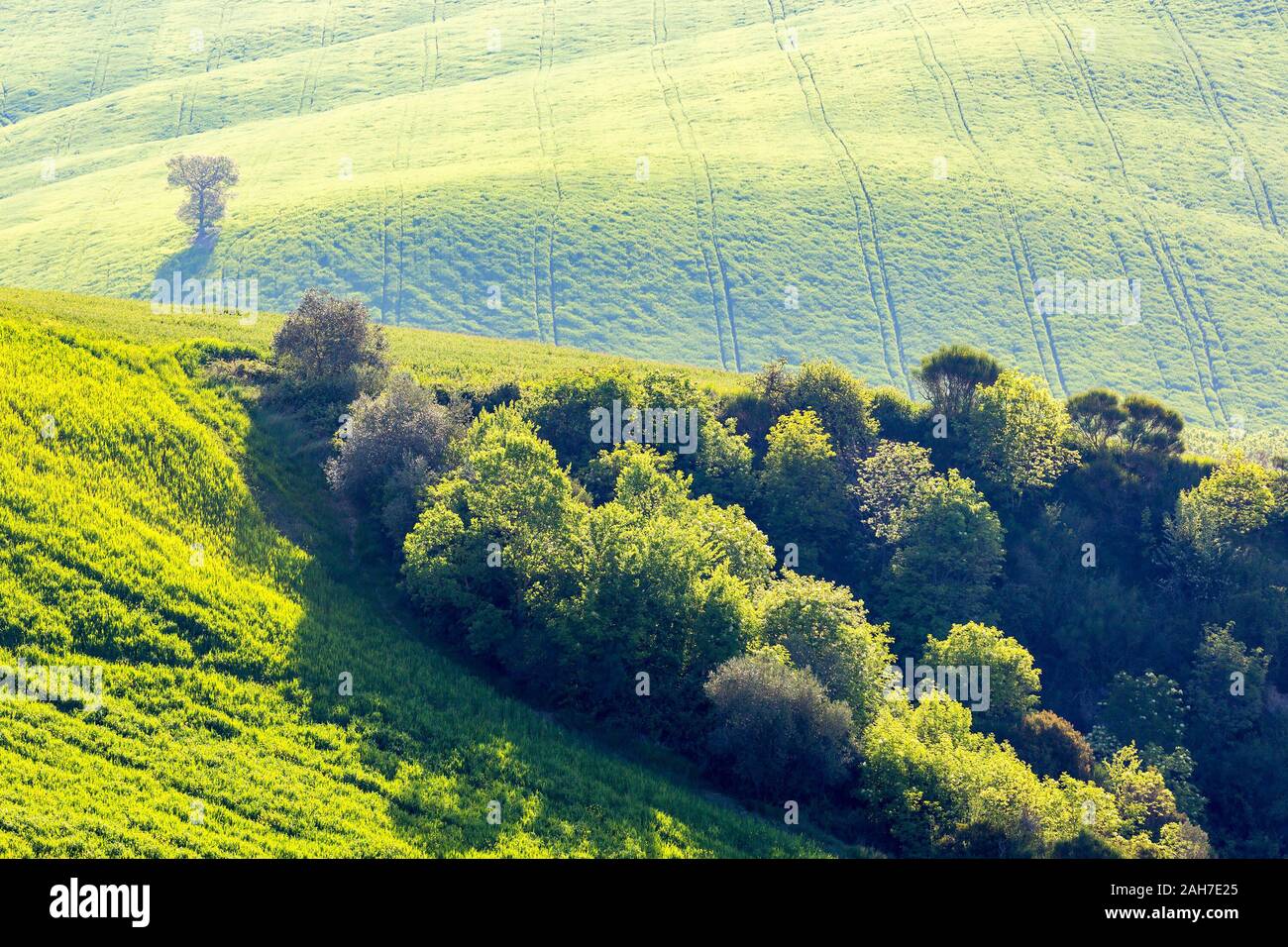 Grove of trees in a field Stock Photo - Alamy