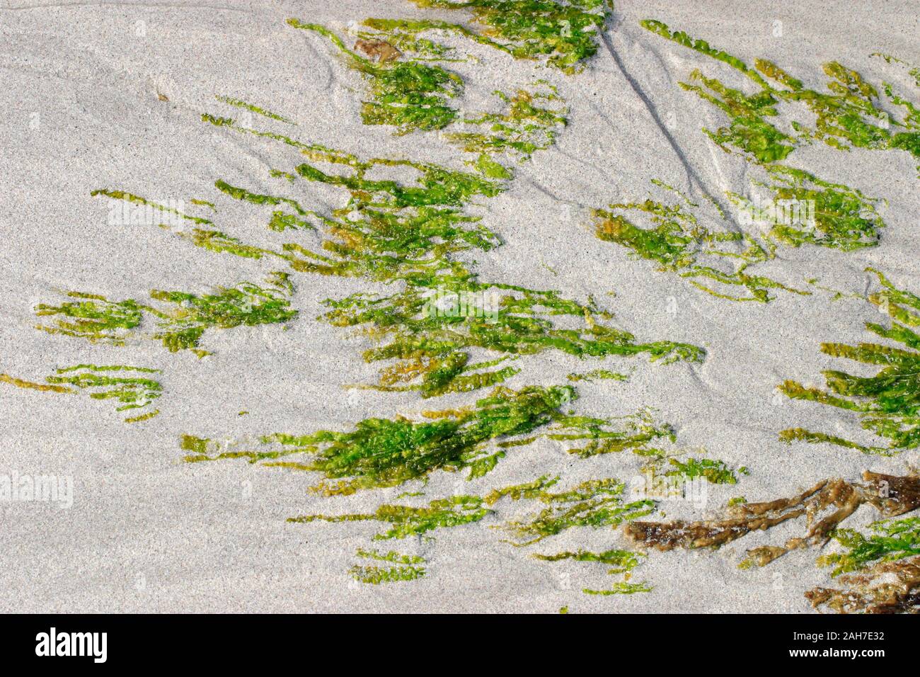 Seaweed on the beach Stock Photo - Alamy