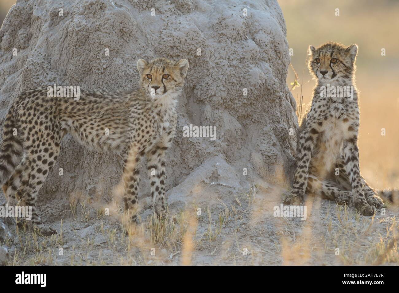 Third bridge botswana hi-res stock photography and images - Alamy