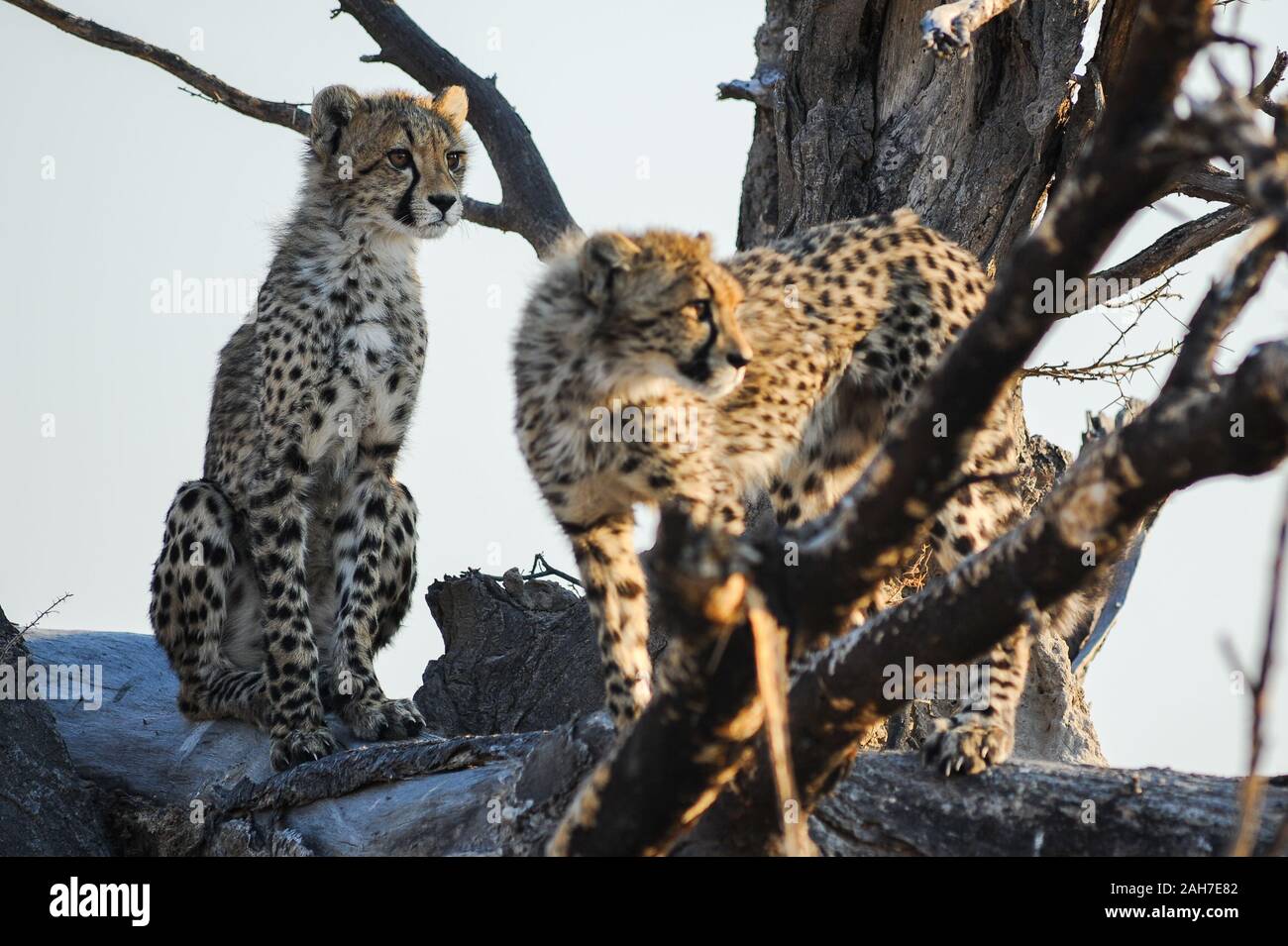 Two cheetah cubs (acinonyx jubatus) playing in dead tree in Moremi NP ...