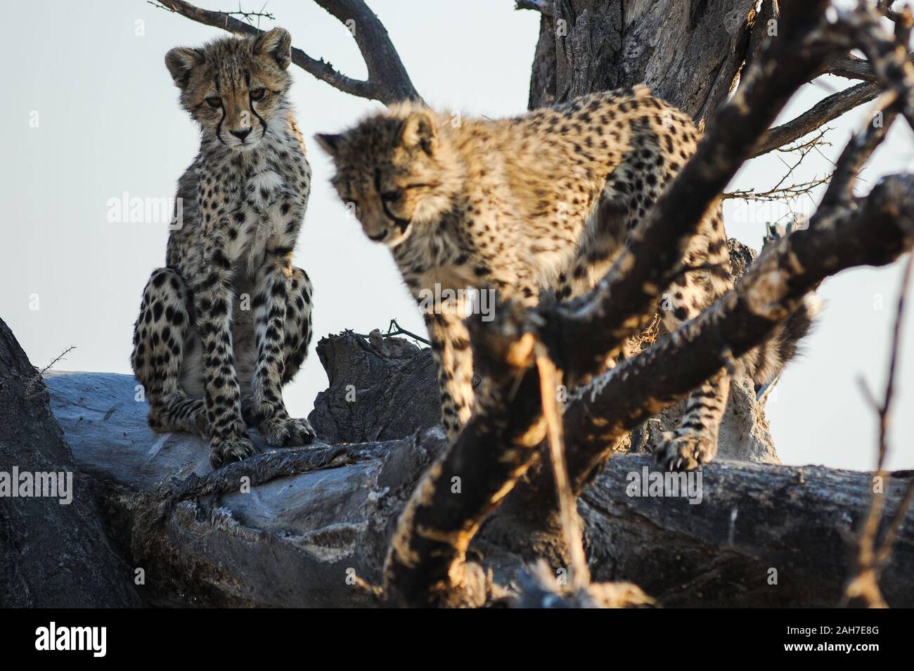 Two cheetah cubs (acinonyx jubatus) playing in dead tree in Moremi NP ...