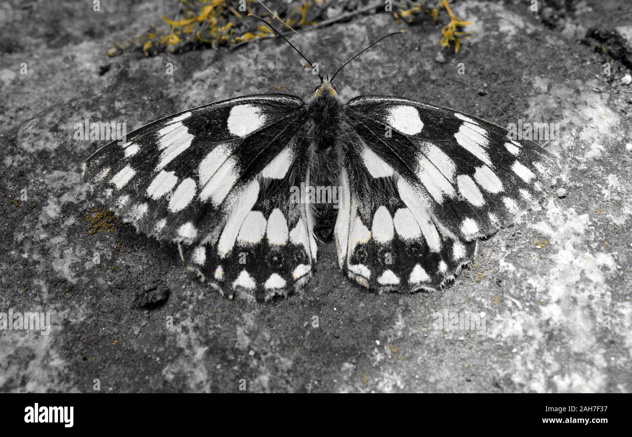 The Marbled White Butterfly Stock Photo - Alamy