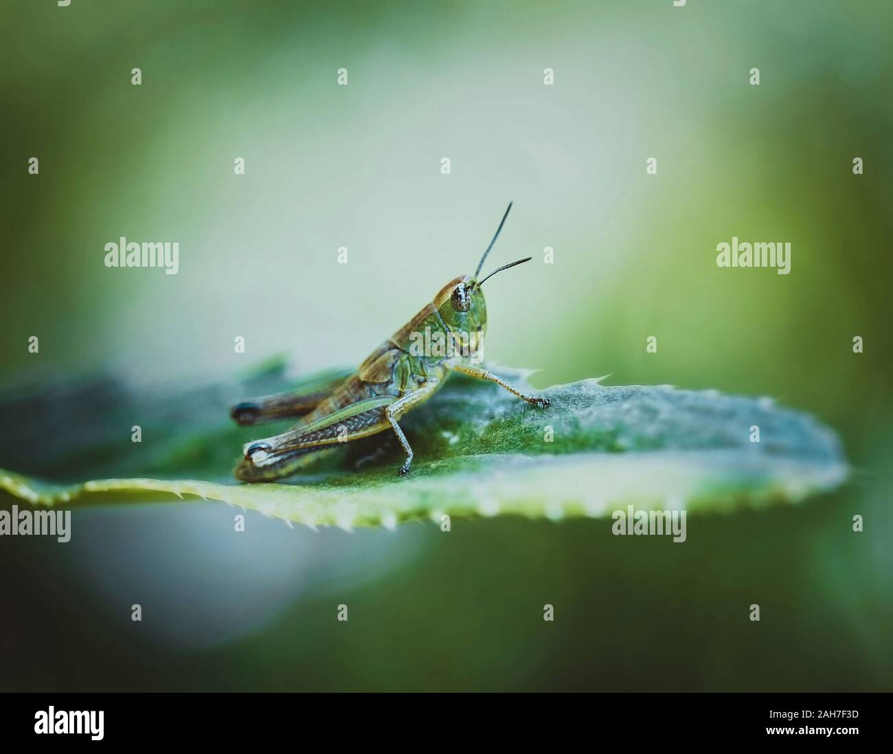 Grasshopper on a leaf on a bright yellow-green background on a summer ...