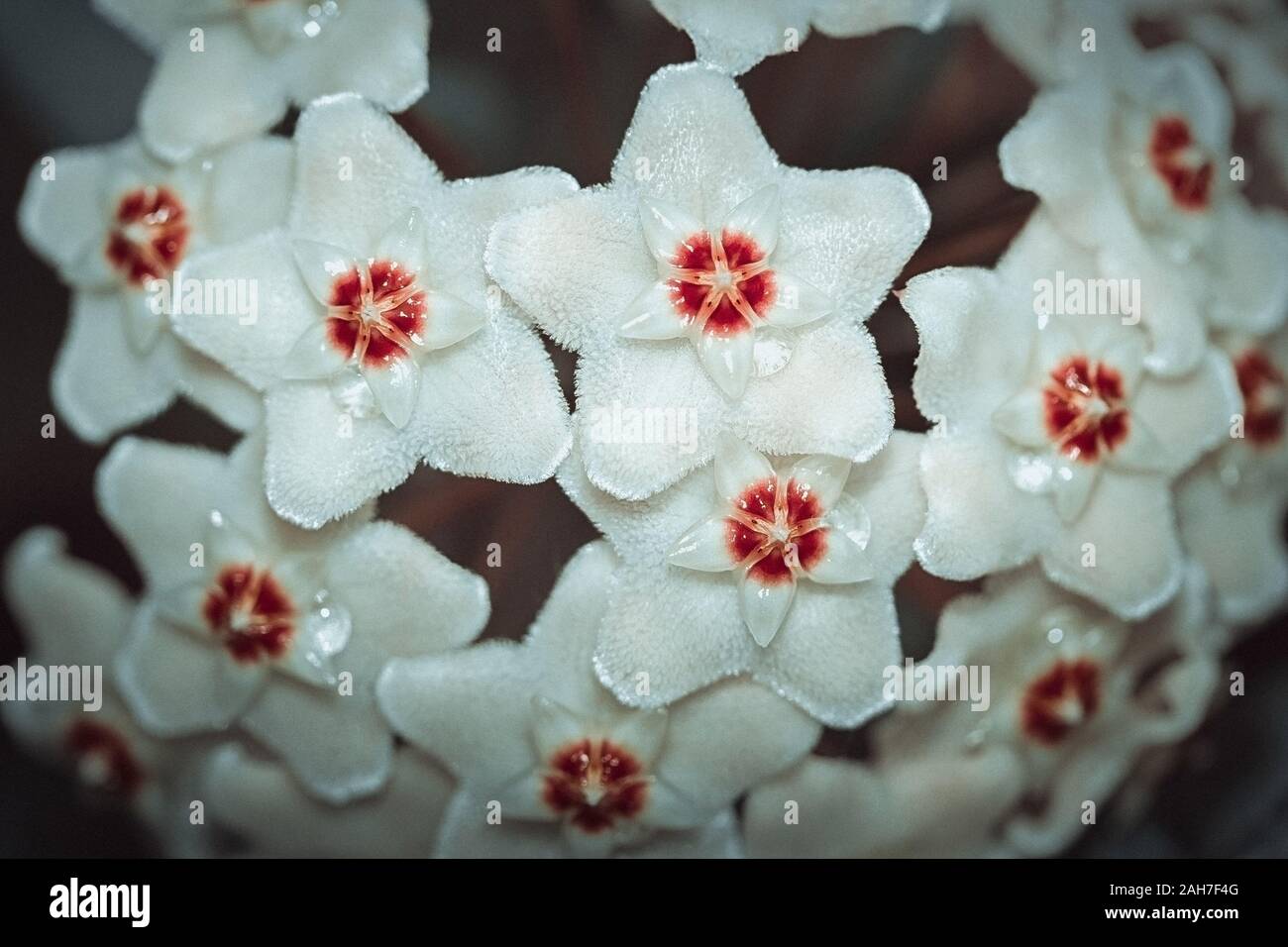 Hoya carnosa, Porcelainflower, waxplant close up. White fluffy flower ...