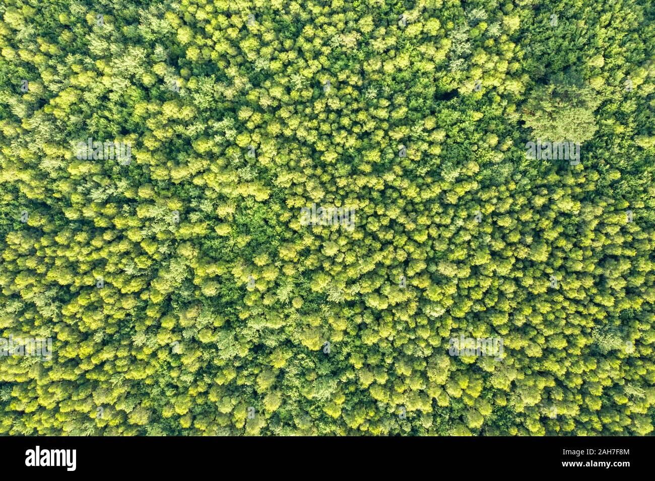 Top down aerial view of green summer forest with many fresh trees Stock ...