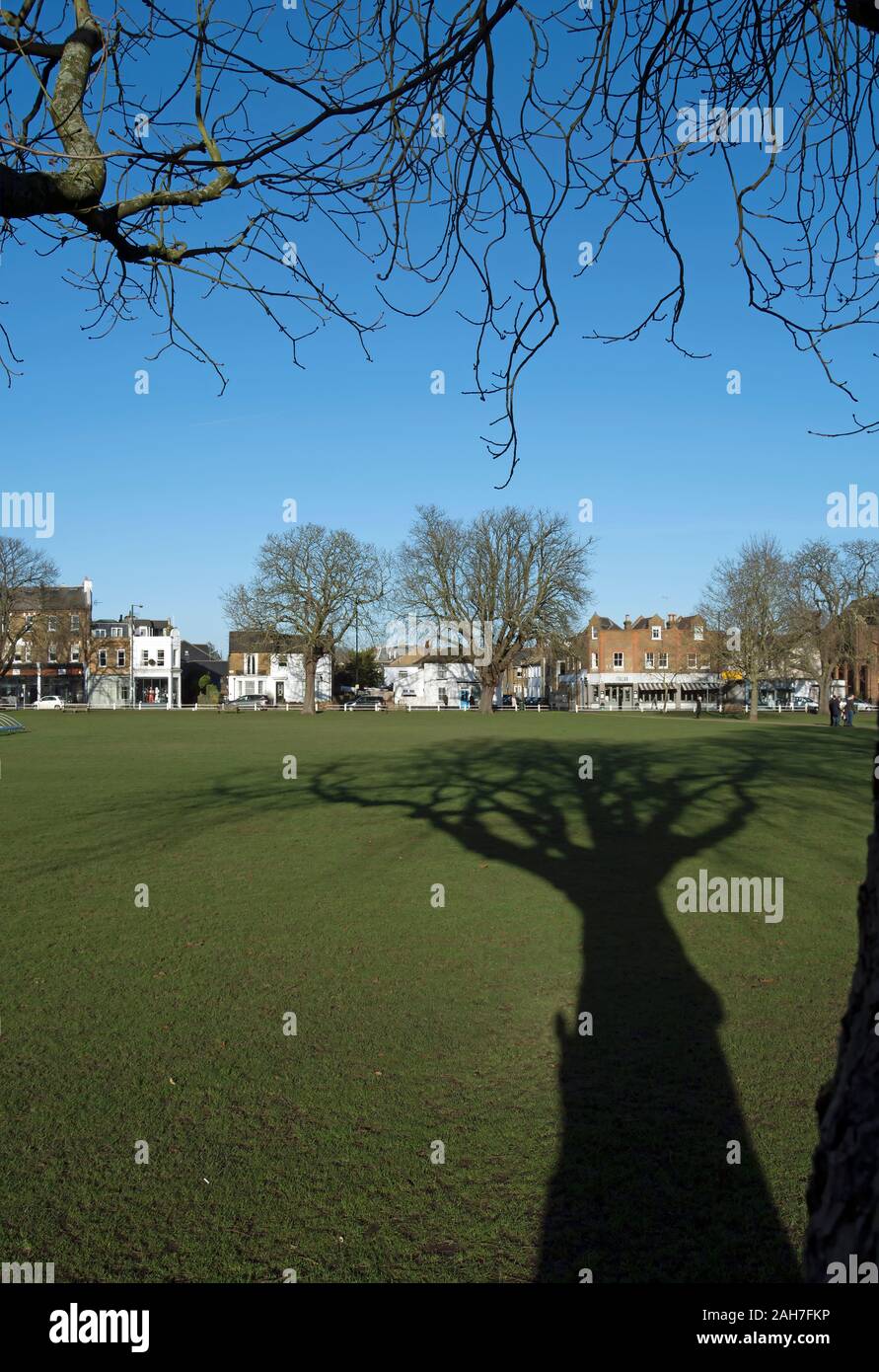 shadow of a mature horse chestnut tree stretching across twickenham ...