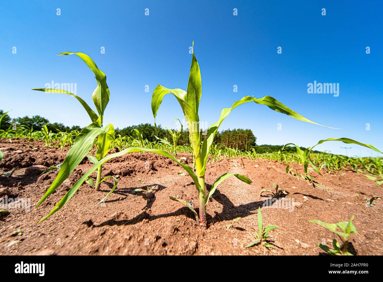 Agricultural field with corn seedlings Stock Photo - Alamy