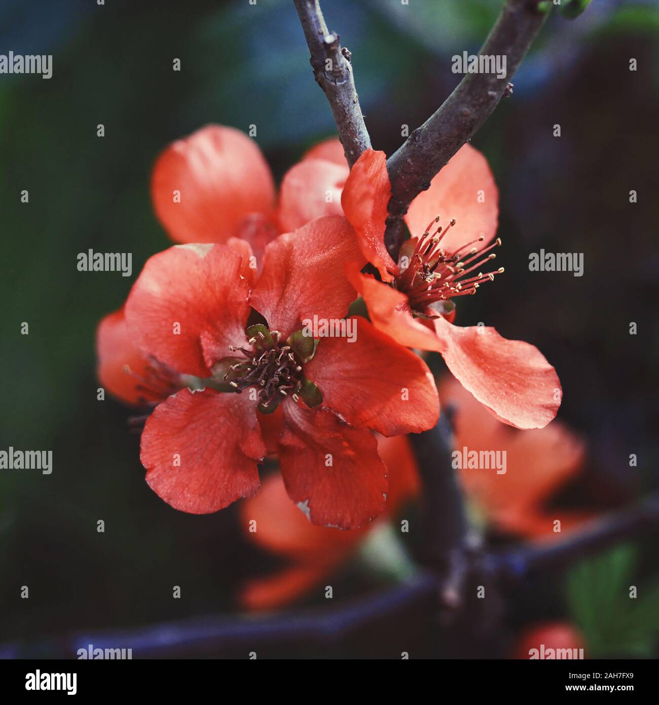 Beautiful red flowers quince, queen-apple, apple quince on dark green ...