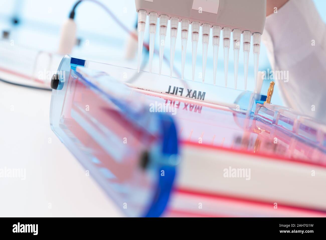 Loading Samples And Running An Agarose Gel For Electrophoresis Gel Electrophoresis Is The 