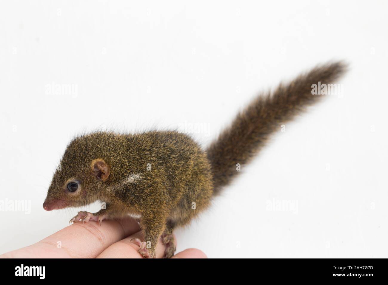 Horsfield's treeshrew (Tupaia javanica), also called Javan treeshrew ...