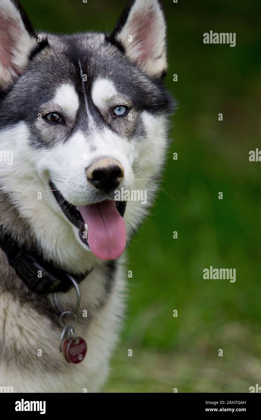 A Siberian husky looks in to the camera at dog school Stock Photo - Alamy