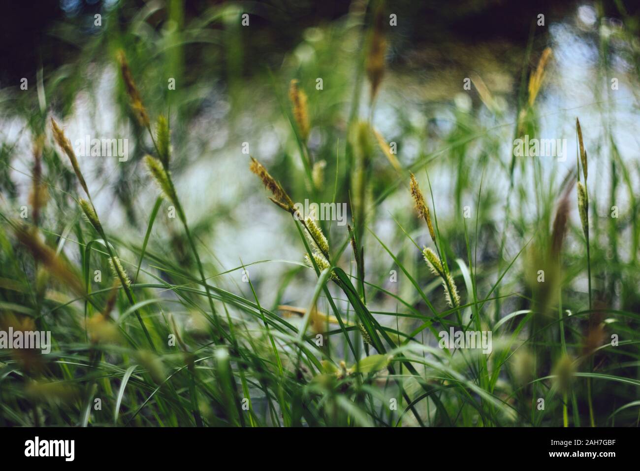 Bright juicy sedge grass on green blue yellow blurred background close ...