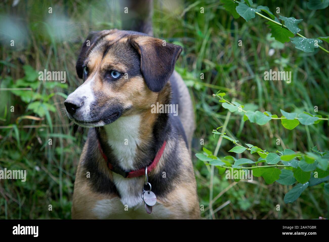 Dog looks master hi-res stock photography and images - Alamy