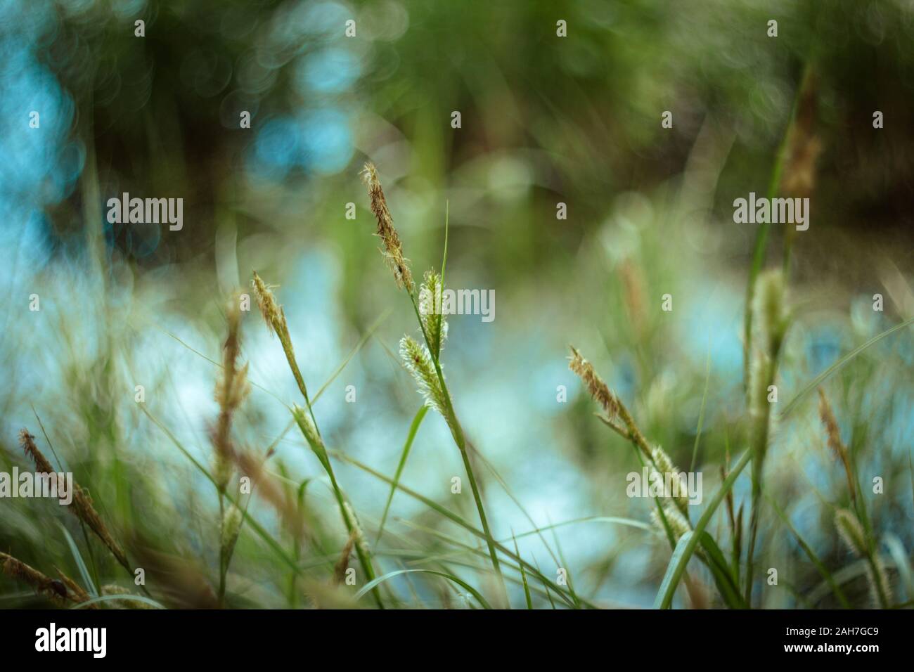 Lush spring sedge grass hi-res stock photography and images - Alamy