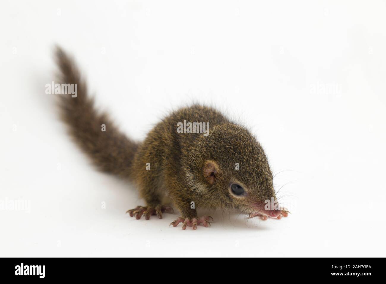 Tupaia Tupaia Glis High Resolution Stock Photography and Images - Alamy