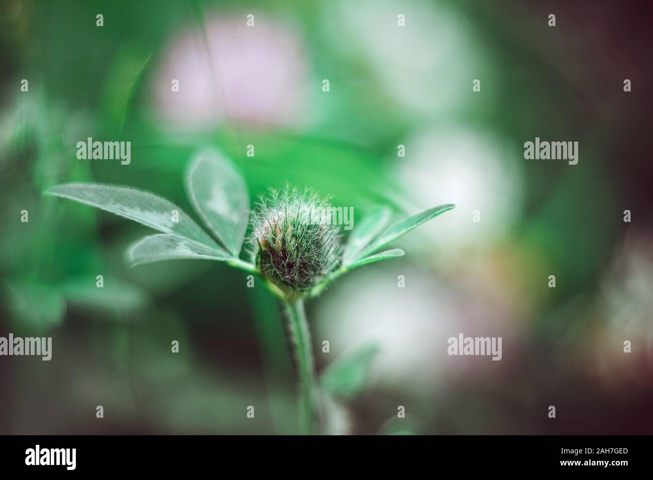 Beautiful fluffy clover Bud on bright juicy green blurred background ...