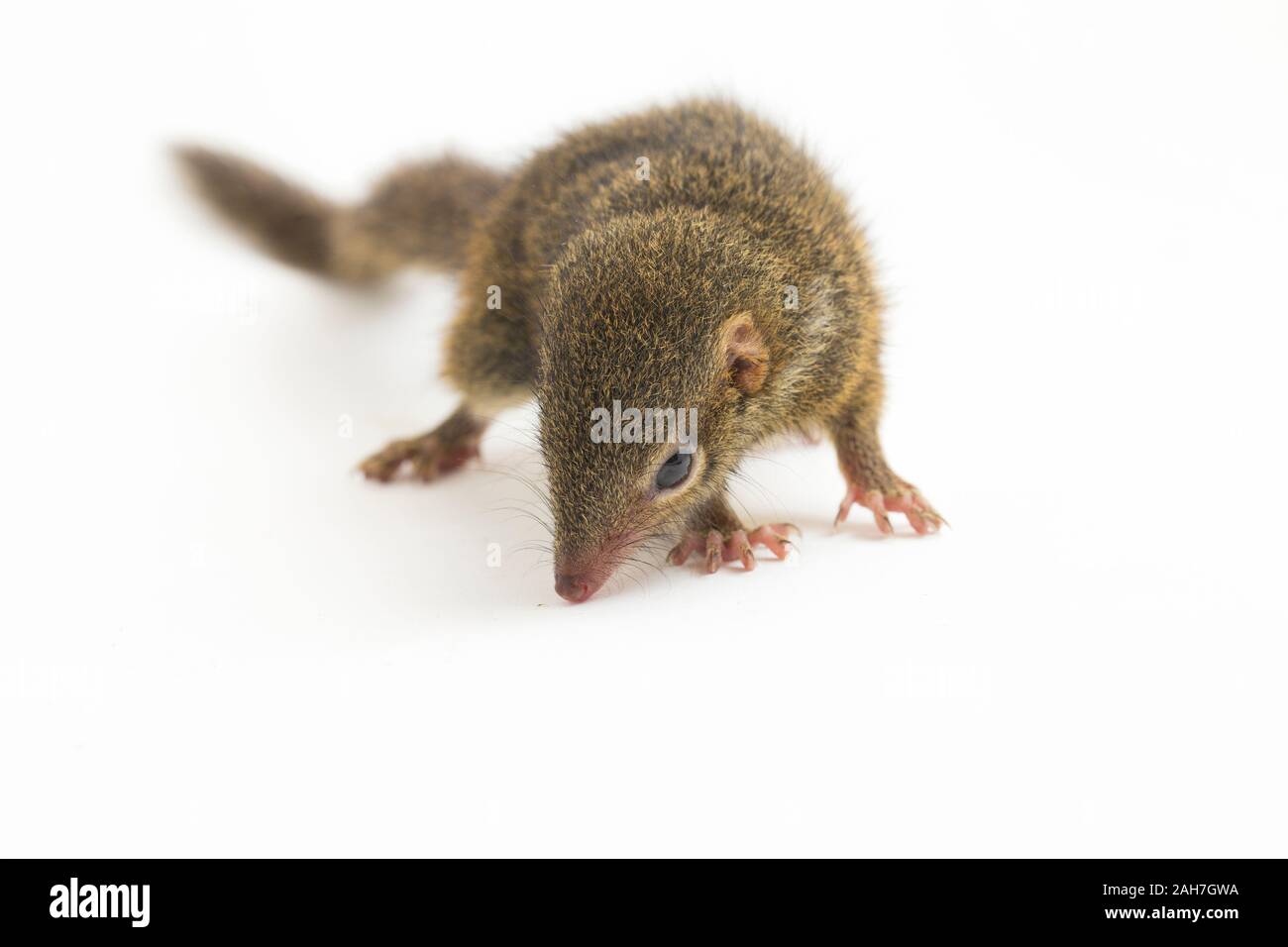 Northern jungle Cut Out Stock Images & Pictures - Alamy