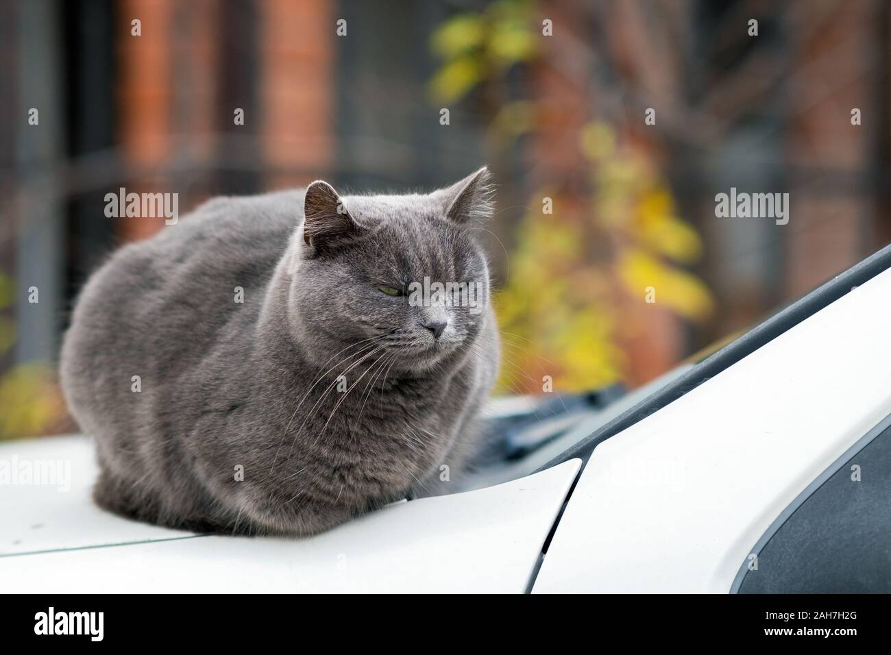 Closeup portrait of serious grey furry cat Stock Photo - Alamy